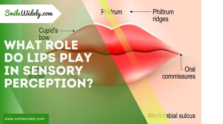 What Role Do Lips Play in Sensory Perception? - Smile Widely